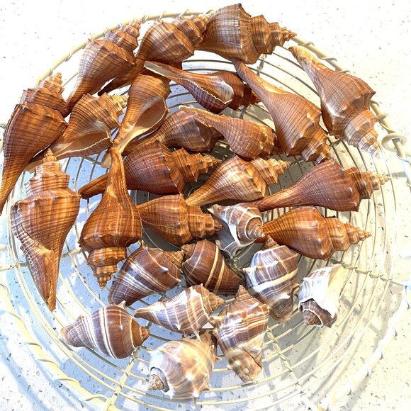 Accents | 18 Tibia Fusus Shells 9 Melongna Shells | Poshmark